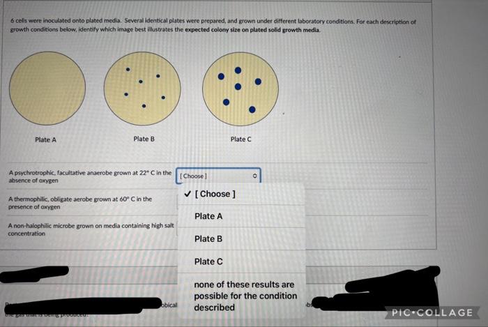 Solved 6 cels were inoculated onto plated media. Several | Chegg.com