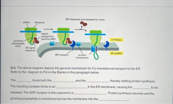 Solved SRP displaced and released for reuse mRNA ribosome | Chegg.com