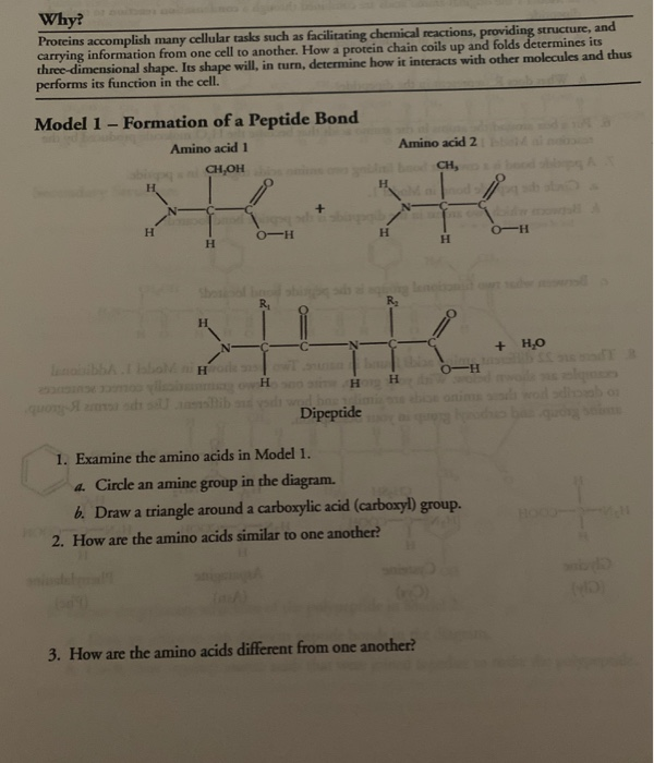 Solved Why? Proteins accomplish many cellular tasks such as | Chegg.com