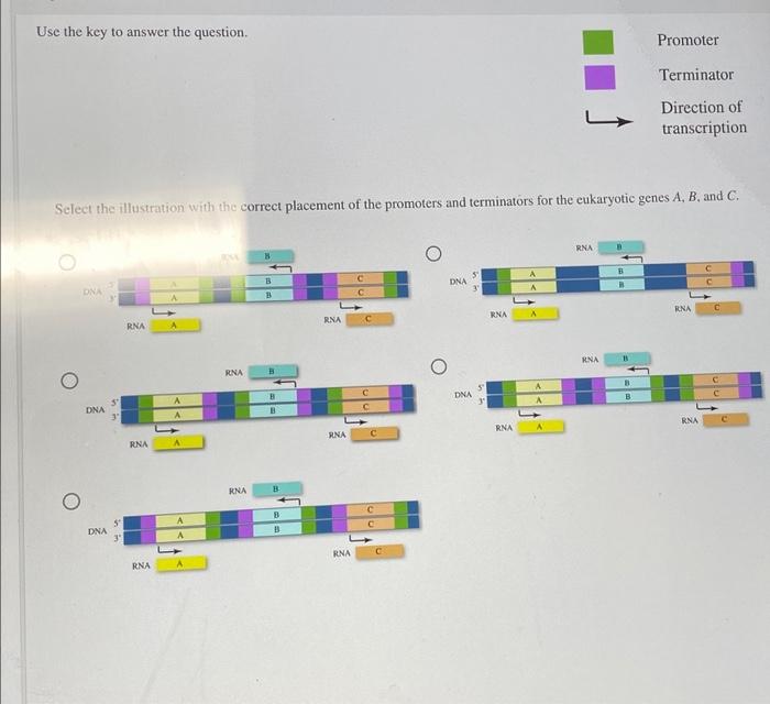 Solved Use the key to answer the question. O DNA Select the | Chegg.com