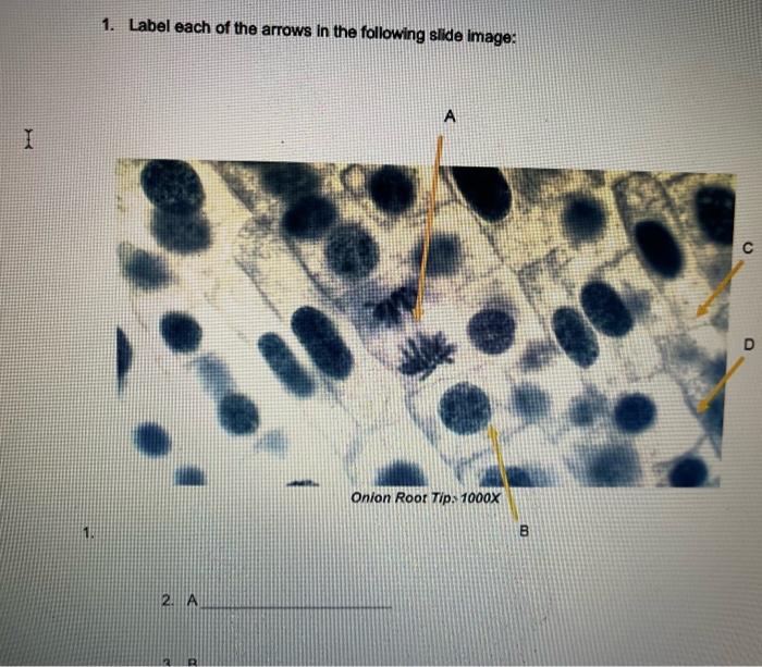 Solved Cell Structure and Function PRE-LAB QUESTIONS 1. | Chegg.com