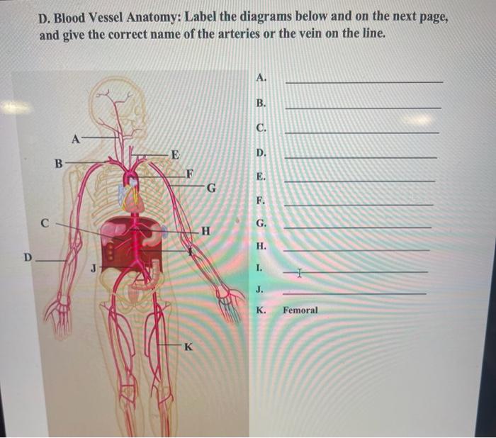 Solved D. Blood Vessel Anatomy: Label the diagrams below and | Chegg.com