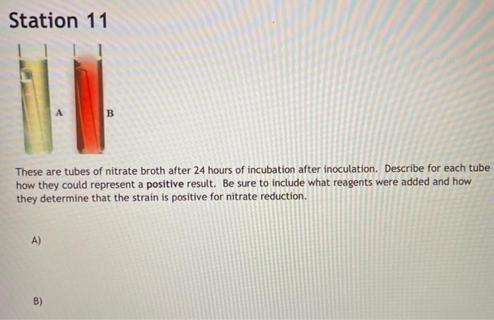 Solved Station 11 B These are tubes of nitrate broth after | Chegg.com