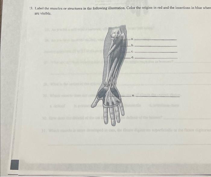 Solved 13. Label the muscles or structures in the following | Chegg.com