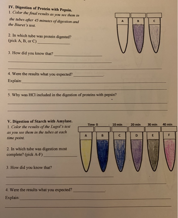 Solved IV. Digestion of Protein with Pepsin. 1. Color the | Chegg.com