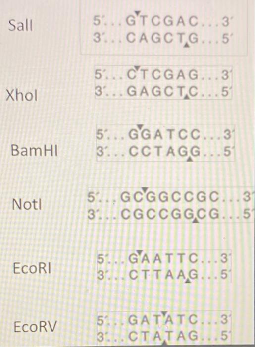 Solved choose which pair of enzymes has compatible sticky | Chegg.com