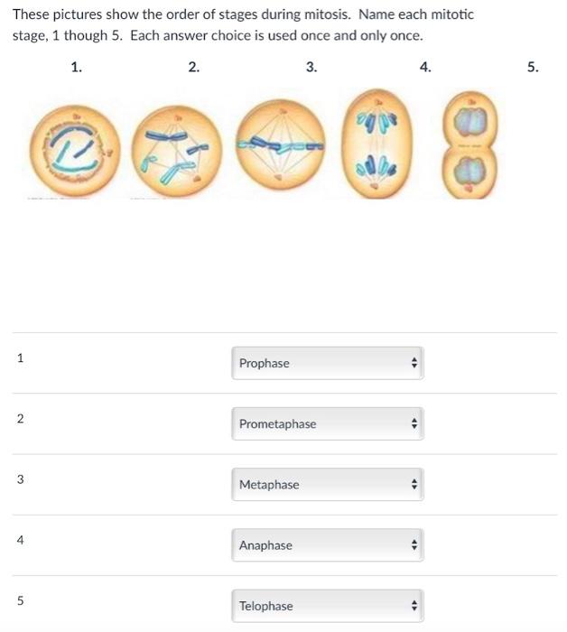 Solved Mitosis: Naming the Stages of Mitosis The pictures of | Chegg.com