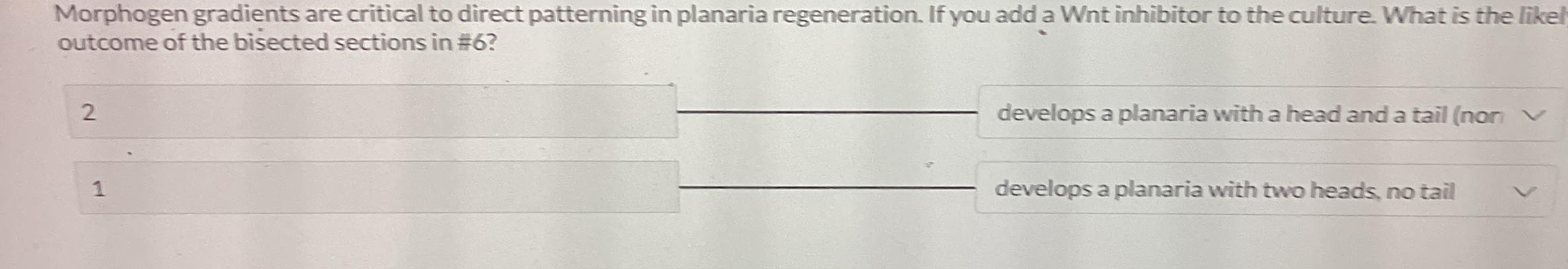 Solved Morphogen gradients are critical to direct patterning | Chegg.com