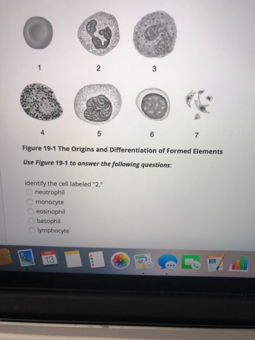 Solved 6 Figure 19-1 The Origins and Differentiation of | Chegg.com