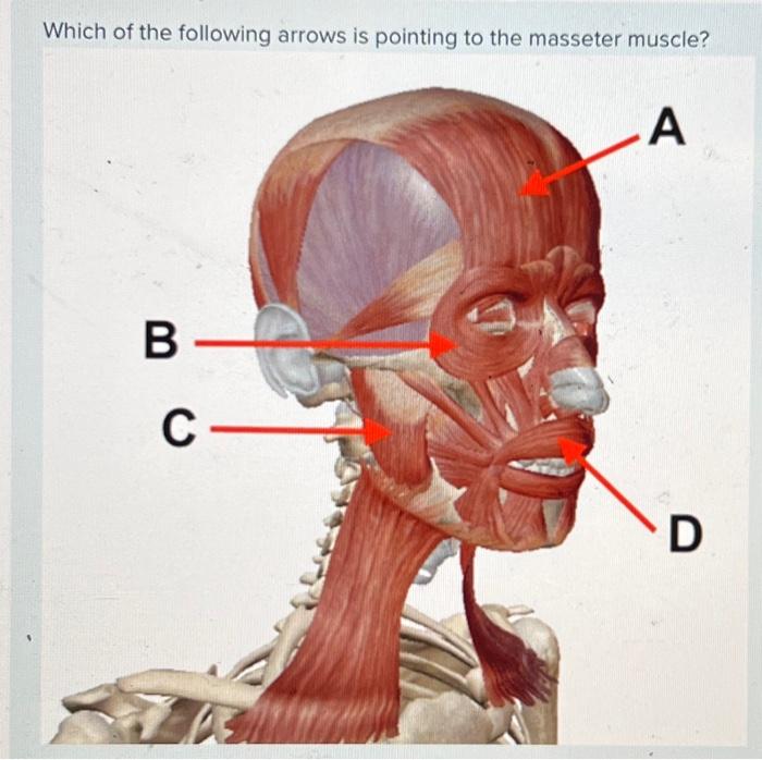 Solved Which of the following arrows is pointing to the | Chegg.com