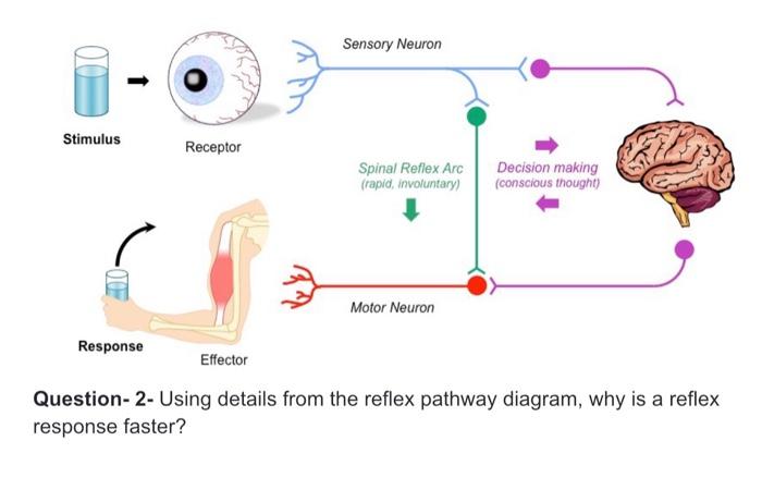 Solved Sensory Neuron Stimulus Receptor Spinal Reflex Arc | Chegg.com