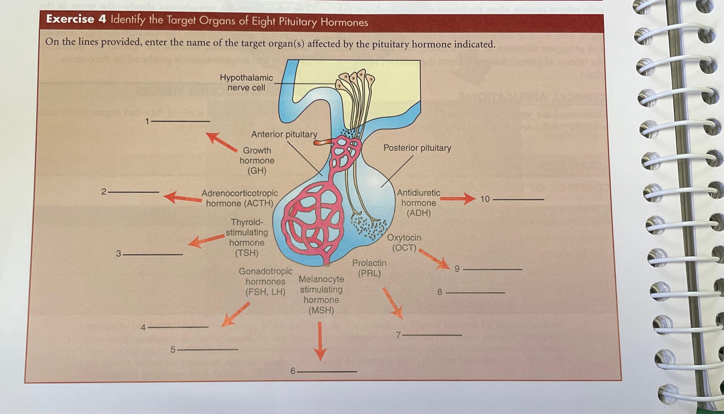 Solved Exercise 4 ﻿Identify the Target Organs of Eight | Chegg.com