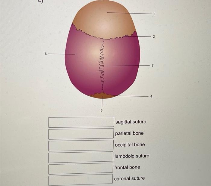 Solved 4) 2 6 3 morence 5 5 sagittal suture parietal bone | Chegg.com