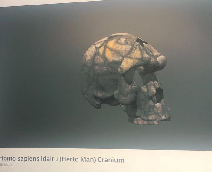 Solved Observe the Homo sapiens idaltu skull and compare it | Chegg.com