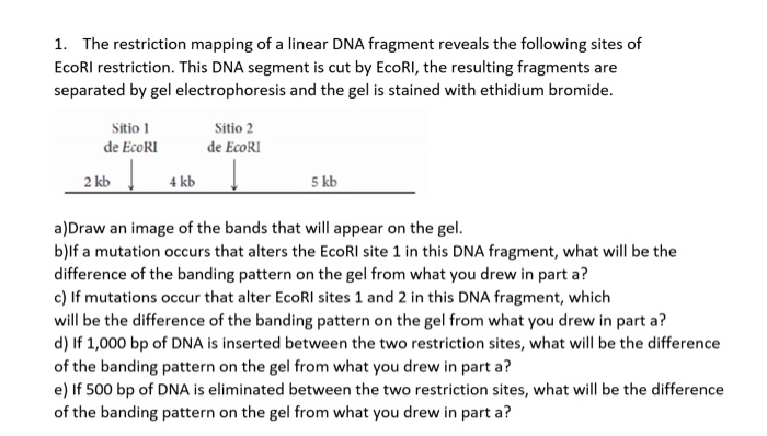 1. The restriction mapping of a linear DNA fragment | Chegg.com