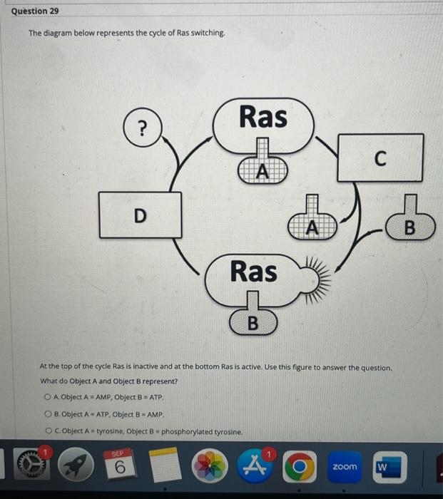 Solved The diagram below represents the cycle of Ras | Chegg.com