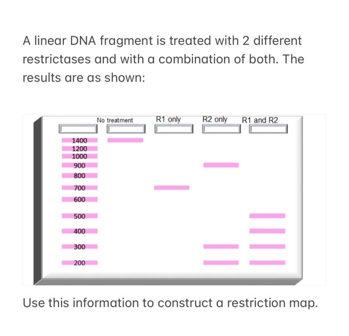 Solved A linear DNA fragment is treated with 2 different | Chegg.com