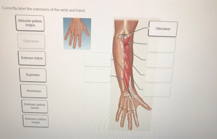 Solved Correctly label the extensors of the wrist and hand. | Chegg.com