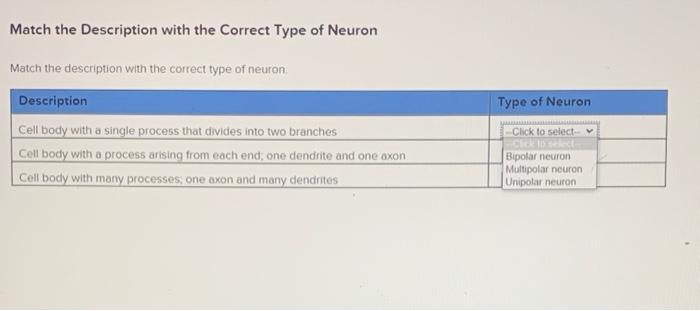 Solved Match the Description with the Correct Type of Neuron | Chegg.com