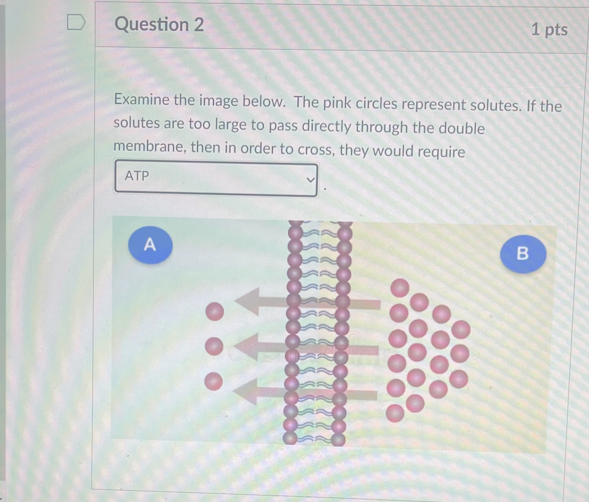 Solved Examine the image below. The circle denotes the cell | Chegg.com