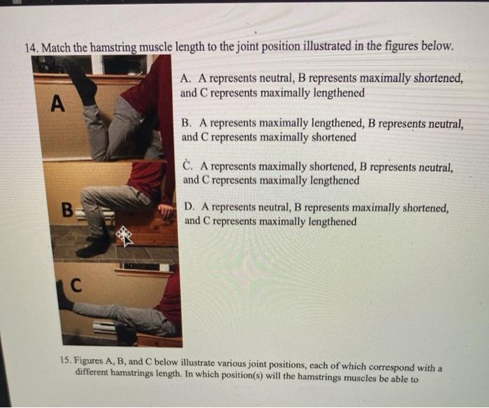 Solved 14. Match the hamstring muscle length to the joint | Chegg.com