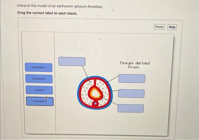 Interpret this model of an earthworm (phylum | Chegg.com