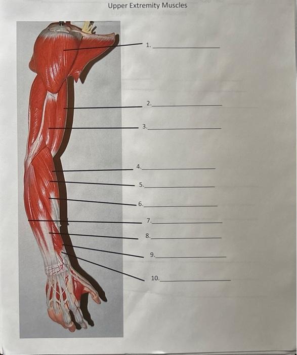Solved Upper Extremity Muscles L. 2. 3. 4. 5. −6. 7. 8. 9. | Chegg.com