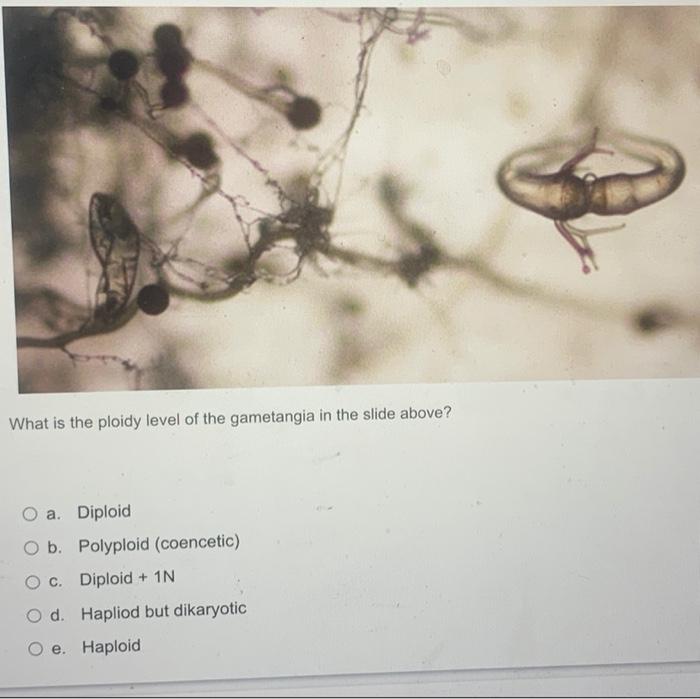 Solved What is the ploidy level of the gametangia in the | Chegg.com