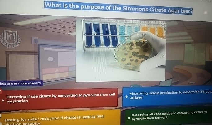 Solved What is the purpose of the Simmons Citrate Agar | Chegg.com