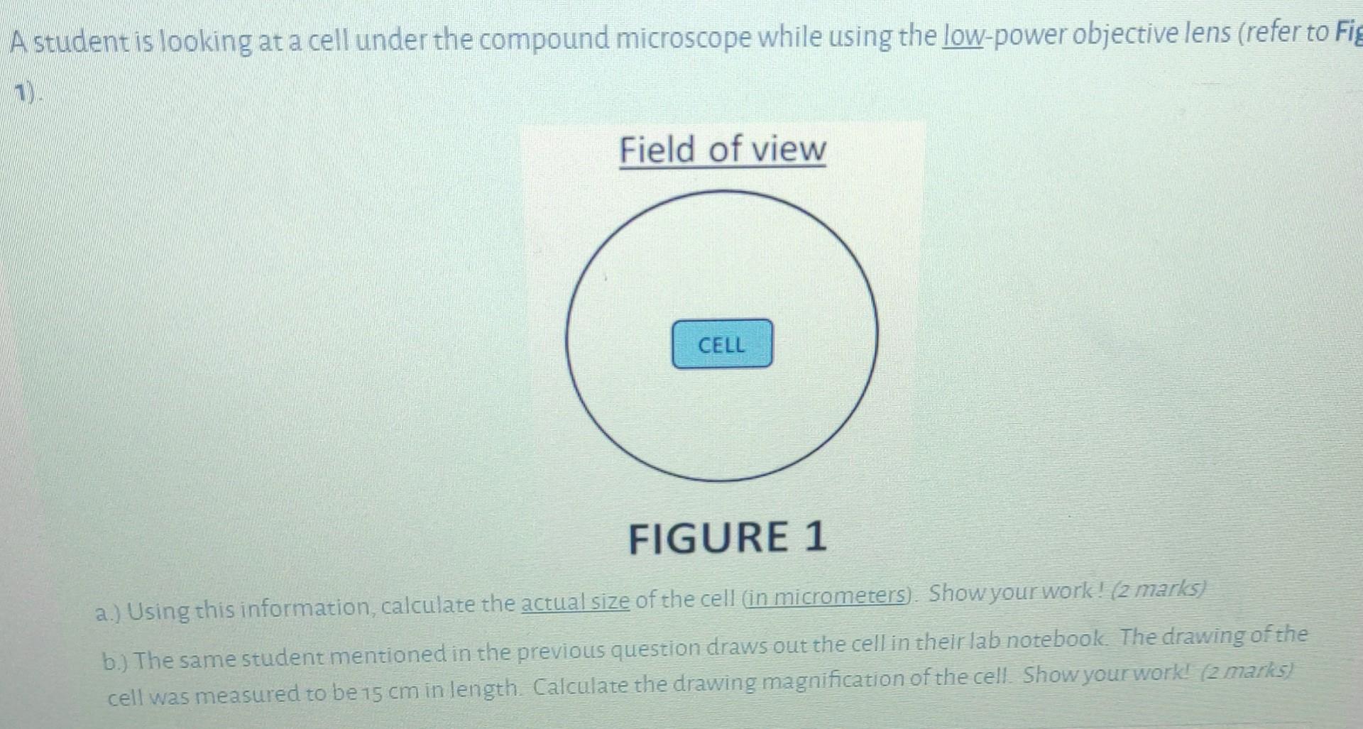 Solved A student is looking at a cell under the compound | Chegg.com