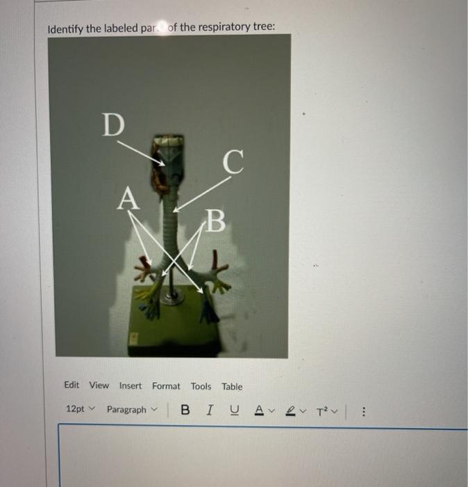 Solved Identify the labeled par of the respiratory tree: D C | Chegg.com