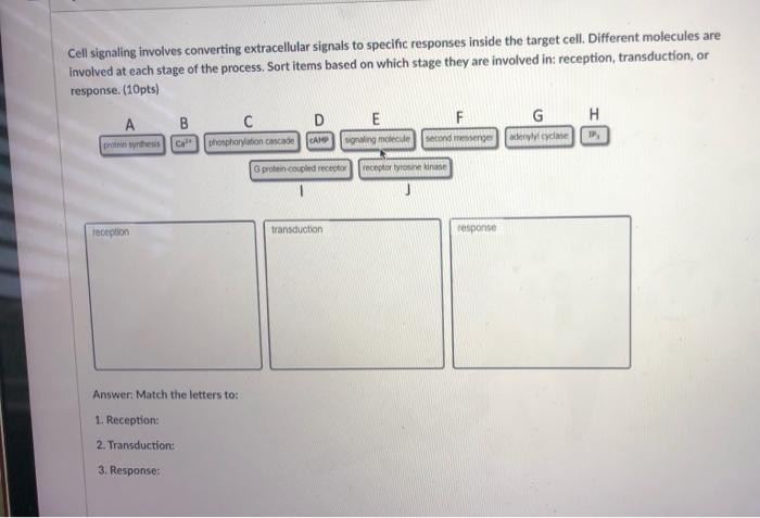 Solved Cell signaling involves converting extracellular | Chegg.com