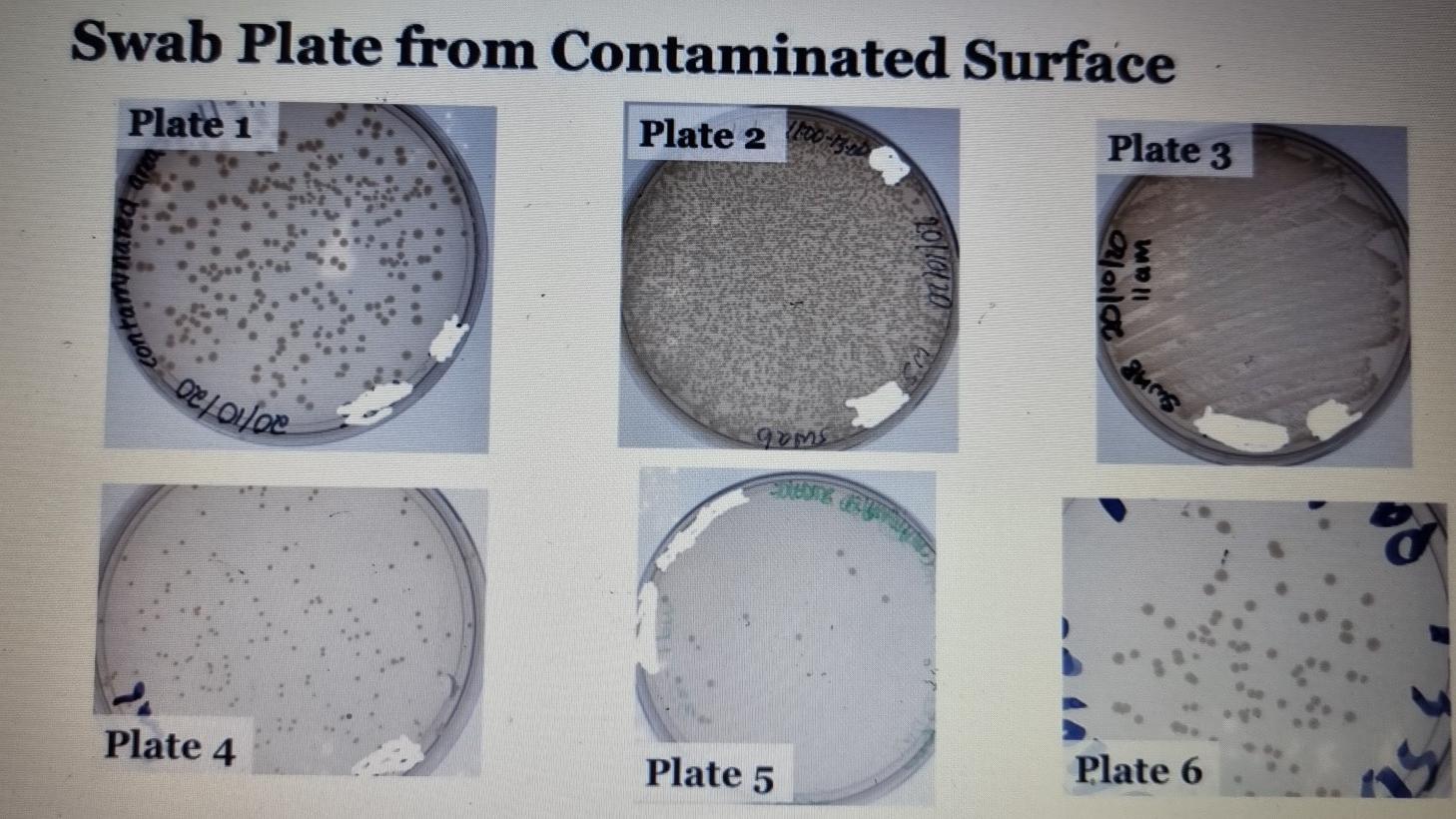 Solved Contact Plates from a Contaminated Surface Plate 1 | Chegg.com