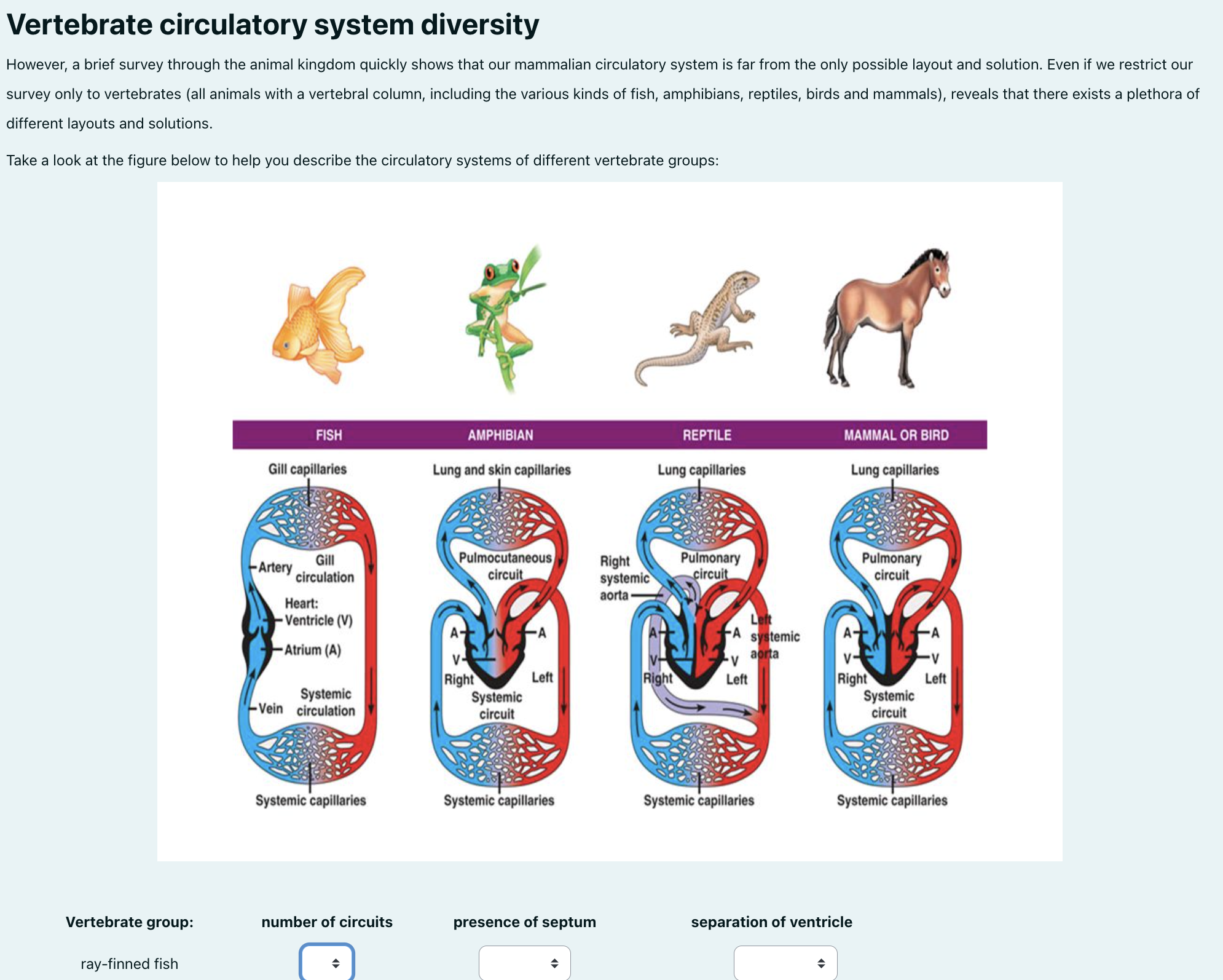 Solved Vertebrate circulatory system diversityHowever, a | Chegg.com