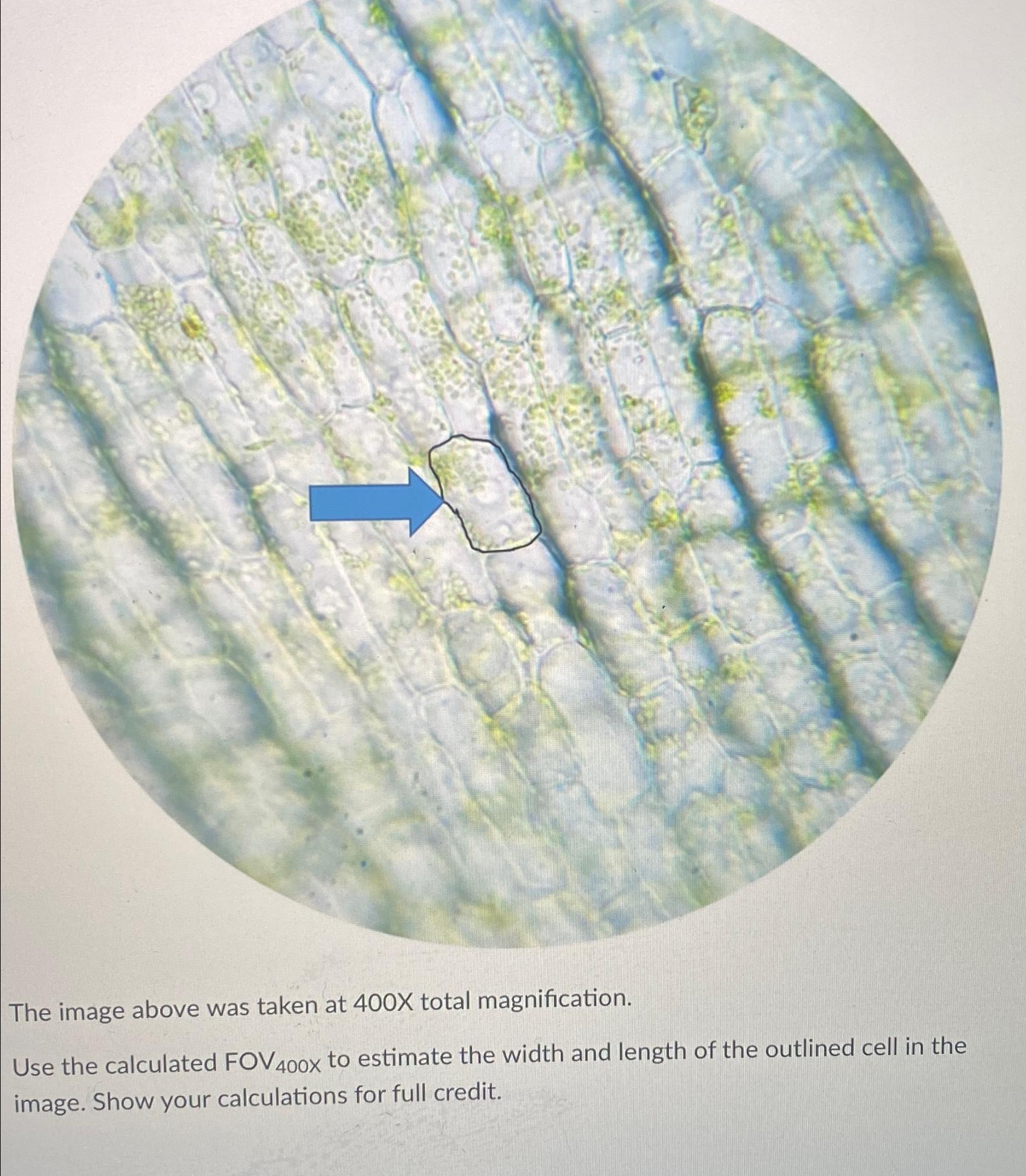 Solved The image above was taken at 400× ﻿total | Chegg.com