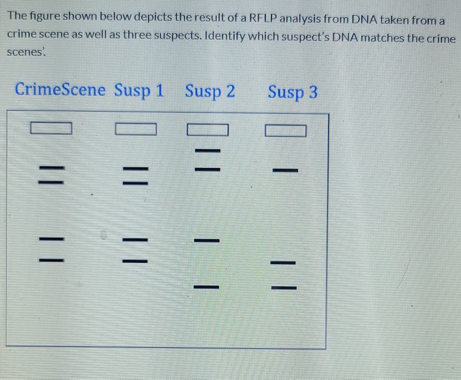 Solved The figure shown below depicts the result of a RFLP | Chegg.com