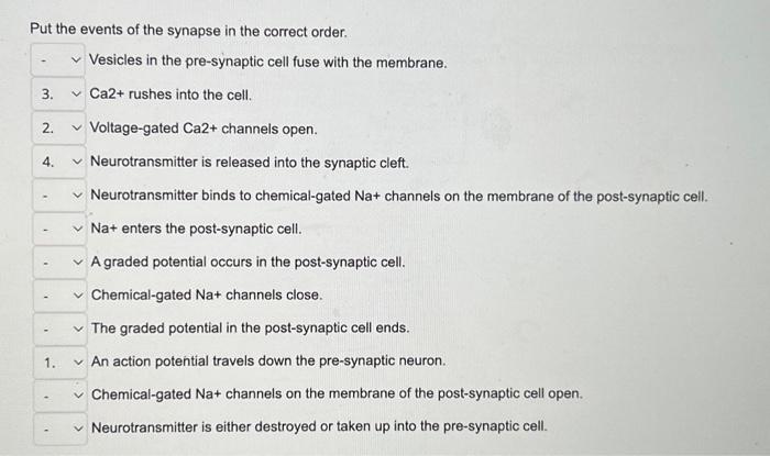 Solved Put the events of the synapse in the correct order. | Chegg.com