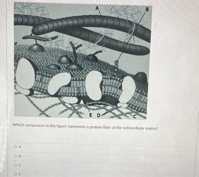 Solved Which component in the figure represents a protein | Chegg.com