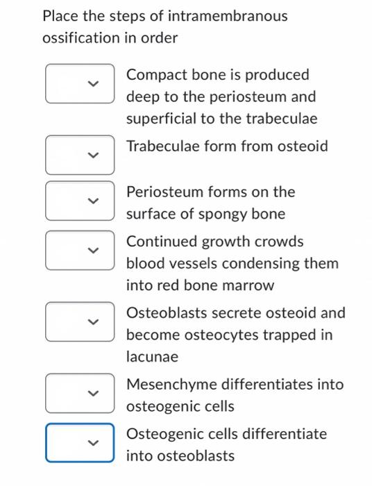 Solved Place the steps of intramembranous ossification in | Chegg.com