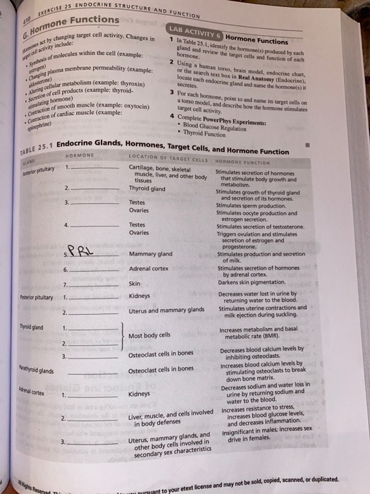 Solved JERCISE 25 ENDOCRINE STRUCTURE AND FUNCTION 6. | Chegg.com