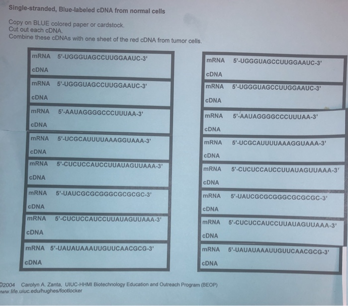 Solved Single-stranded, Blue-labeled cDNA from normal cells | Chegg.com