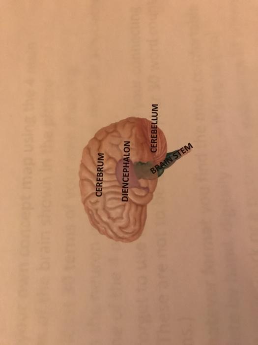 Solved Brain Concept Map • Create your own concept map using | Chegg.com