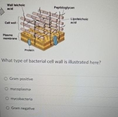 Solved What type of bacterial cell wall is illustrated | Chegg.com