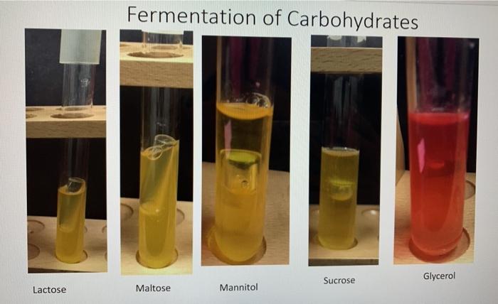 Solved Gram Stain Cytochrome oxidase Fermentation of | Chegg.com