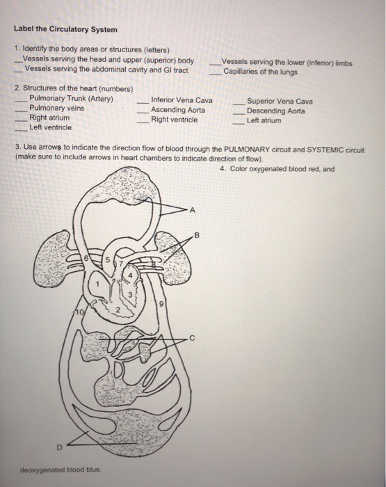 Solved: Label The Circulatory System 1. Identify The Body ... | Chegg.com