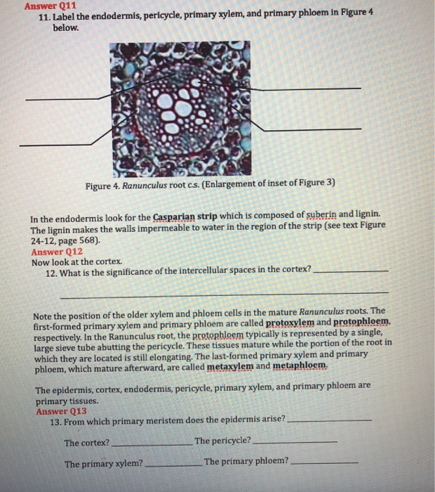 Solved Exercise I: External Morphology of Roots Part A: | Chegg.com