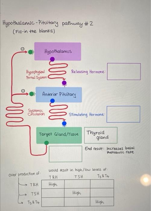 Solved Hypothalamic-Pituitary pathway #2 (Fill-in the | Chegg.com