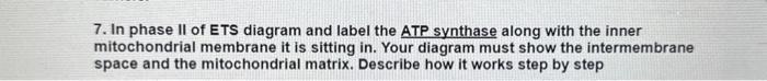 Solved 7. In phase II of ETS diagram and label the ATP | Chegg.com