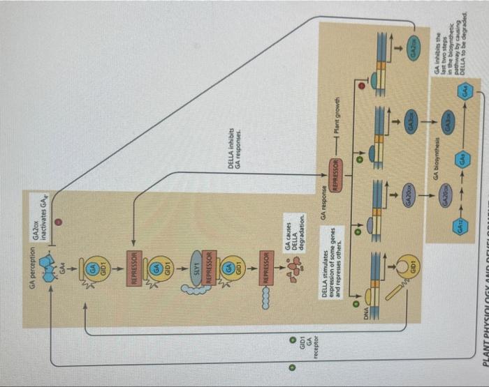 Solved Given the following pathway, how would each of the | Chegg.com