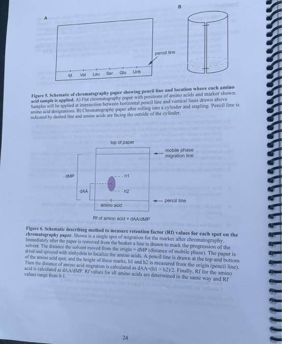 Solved Procedure: 1. Draw a light pencil line across the | Chegg.com